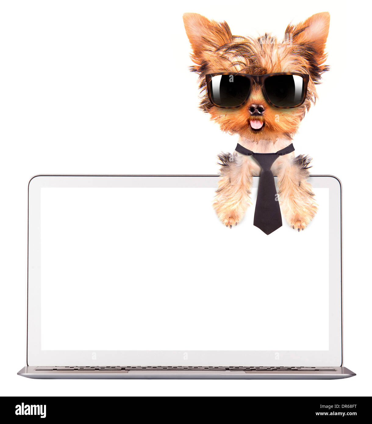 dog using a computer laptop with empty screen Stock Photo - Alamy