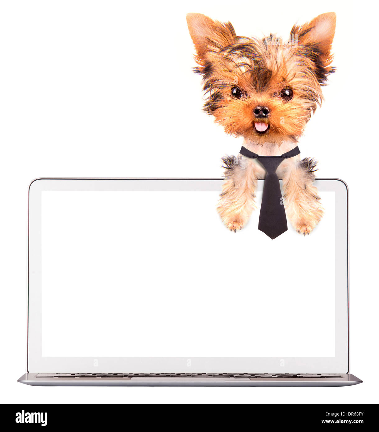 dog using a computer laptop with empty screen Stock Photo - Alamy