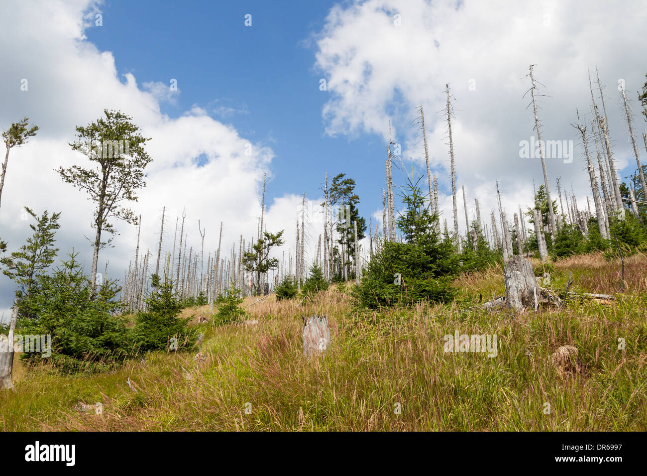 dead forest trees deadwood deforestation die death Stock Photo - Alamy