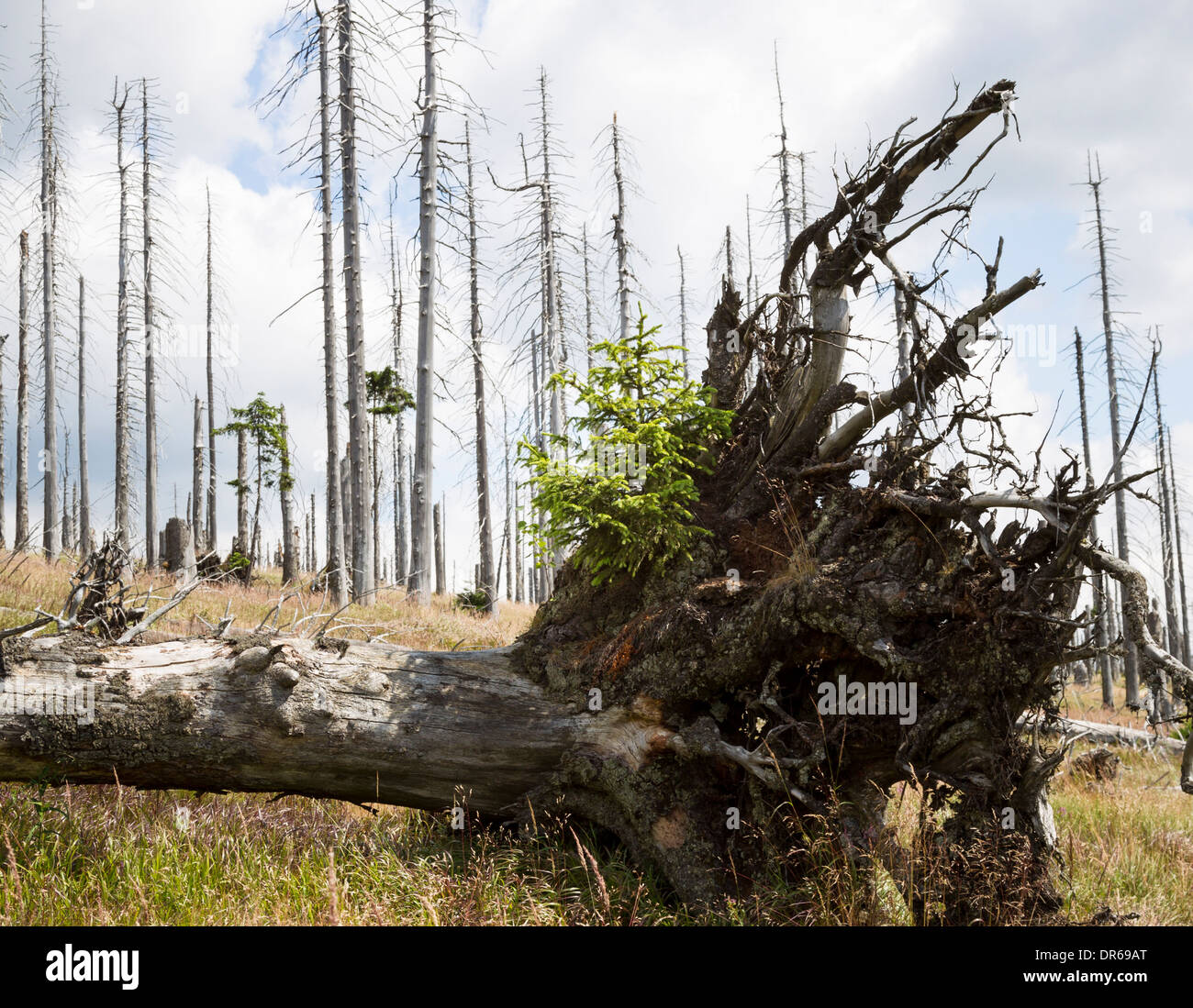 dead forest trees deadwood deforestation die death Stock Photo - Alamy