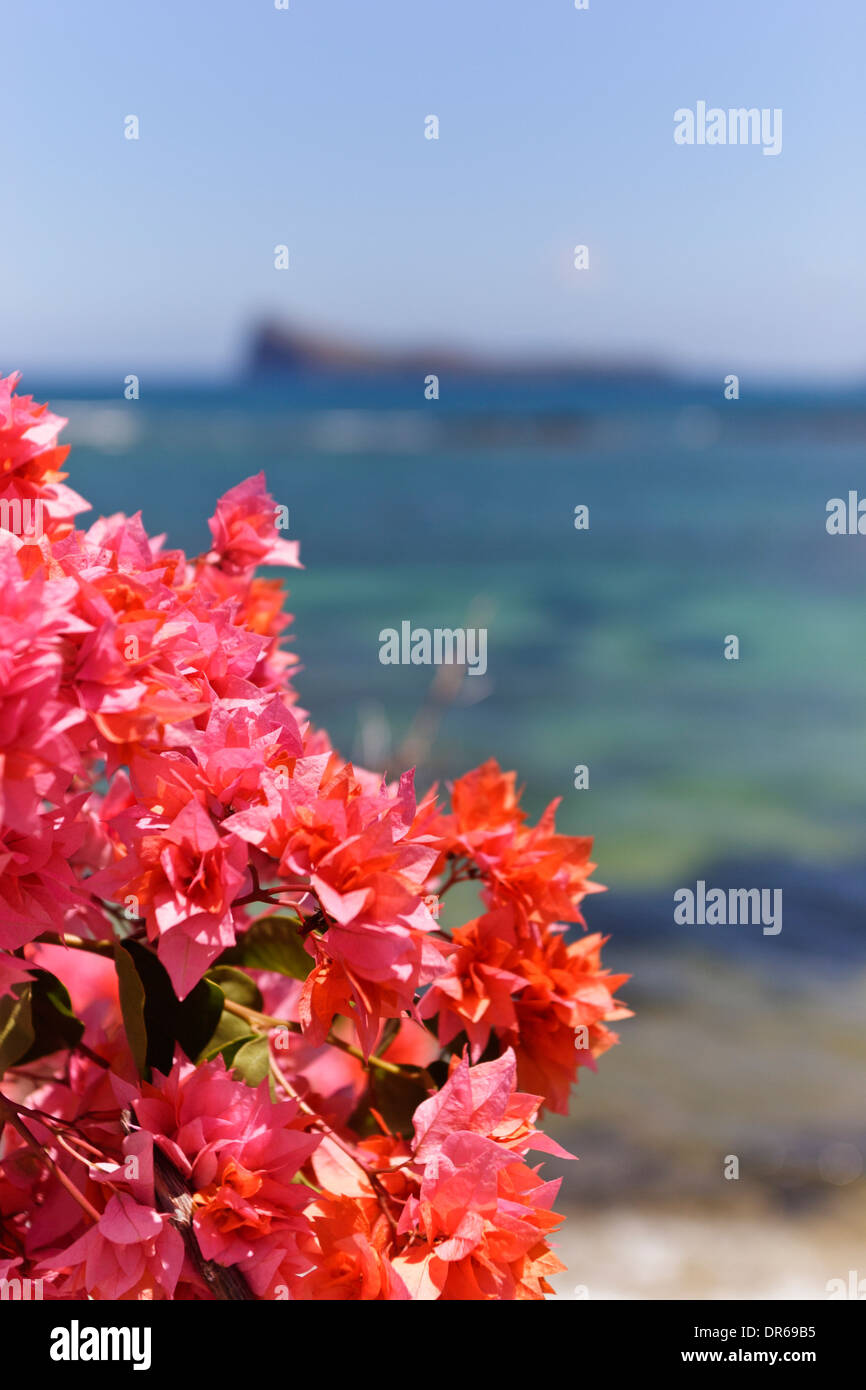 Flora of Mauritius Stock Photo - Alamy