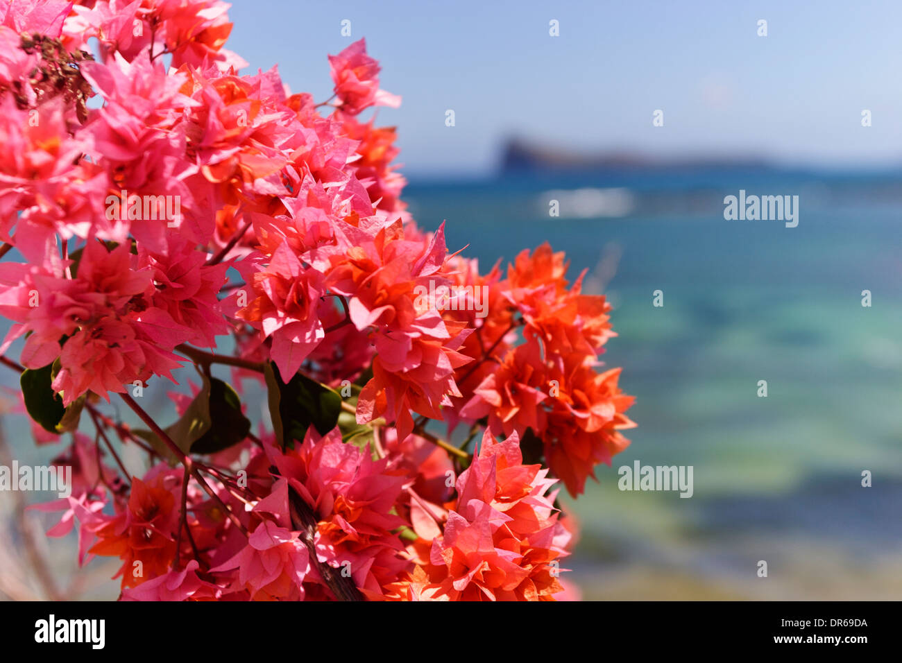 Flora of Mauritius Stock Photo - Alamy