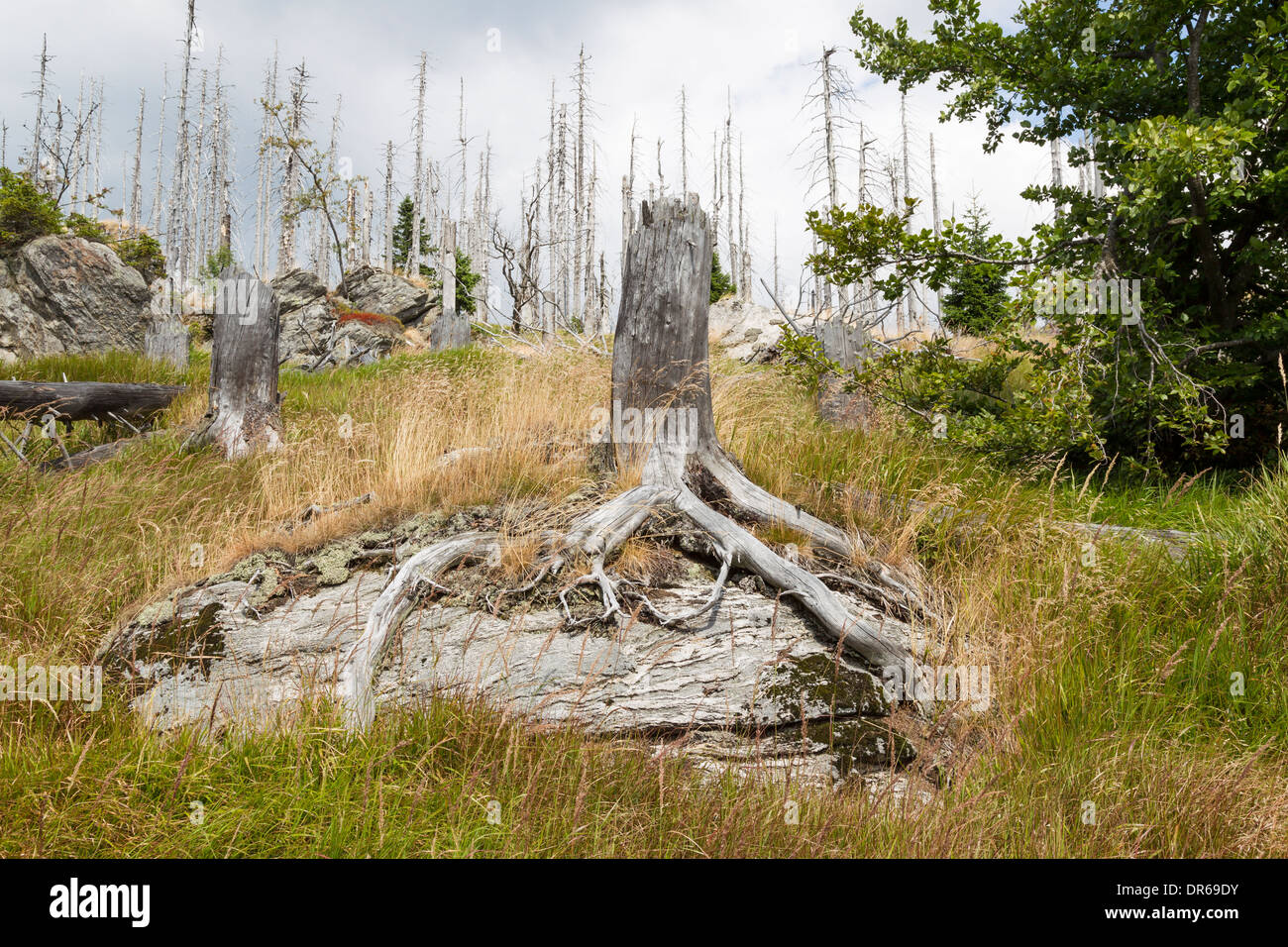 dead forest trees deadwood deforestation die death Stock Photo - Alamy