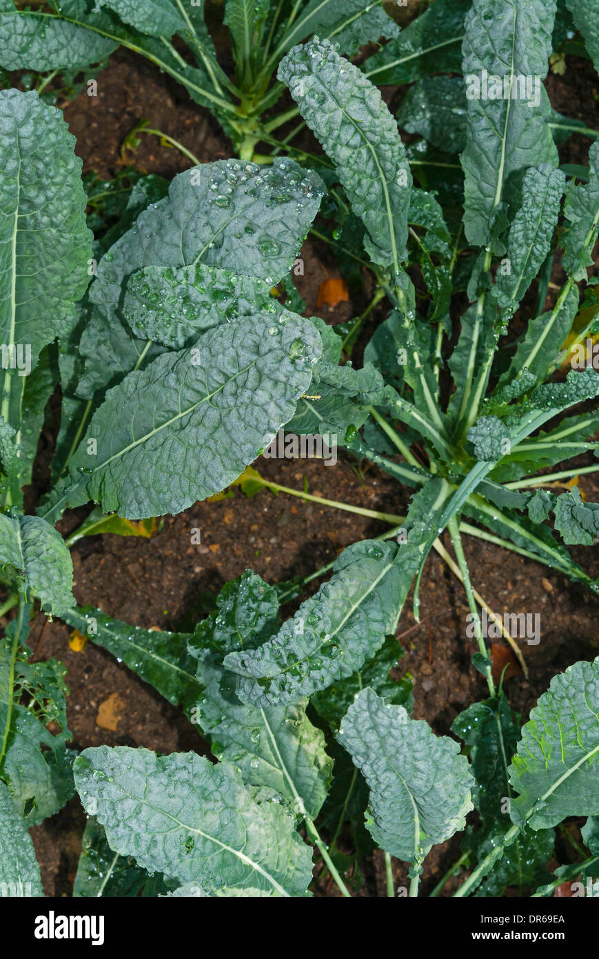Organic Kale or borecole (Brassica oleracea Acephala Group) on a field ...