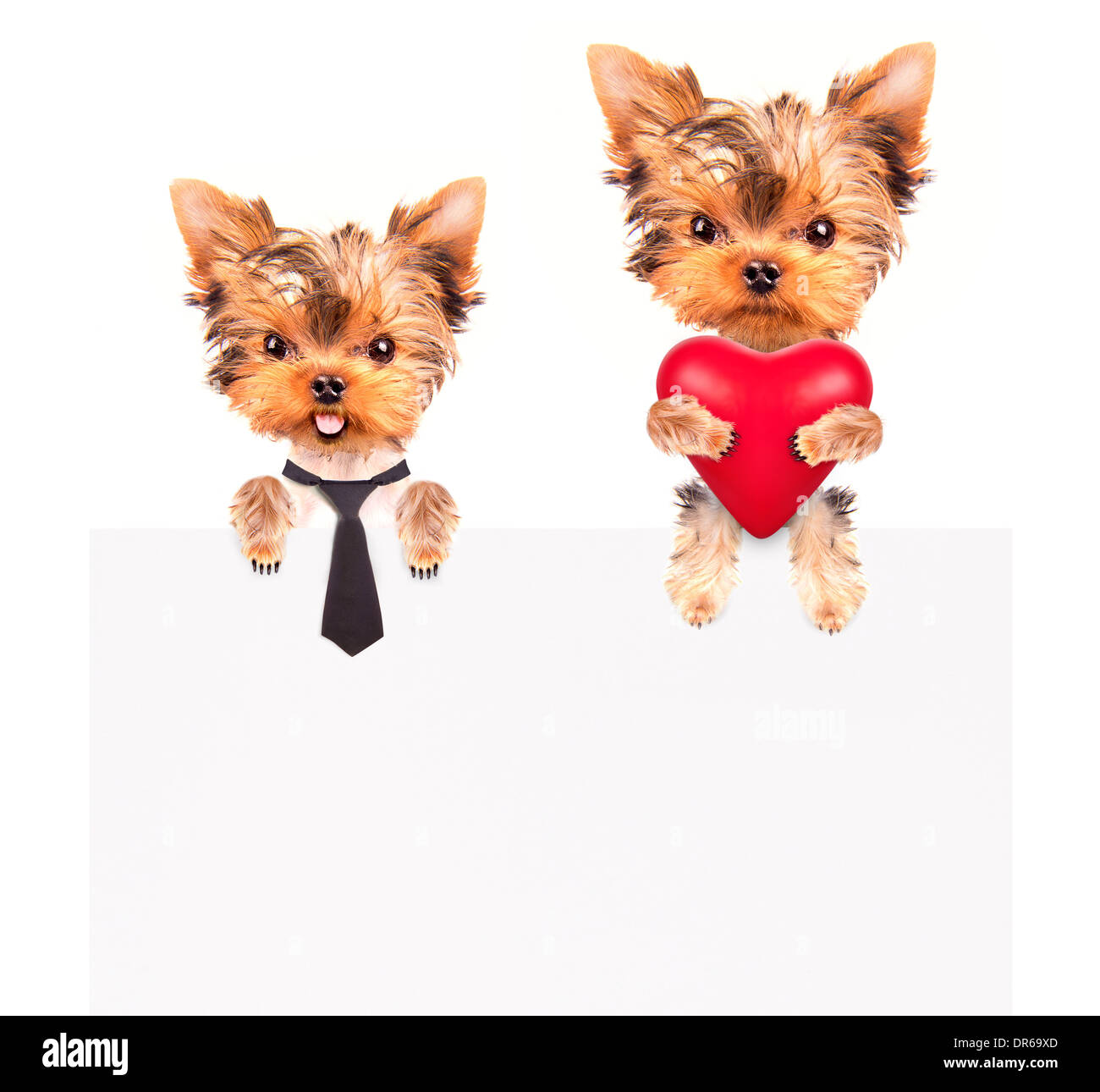 funny dog with bunner isolated on white background Stock Photo - Alamy