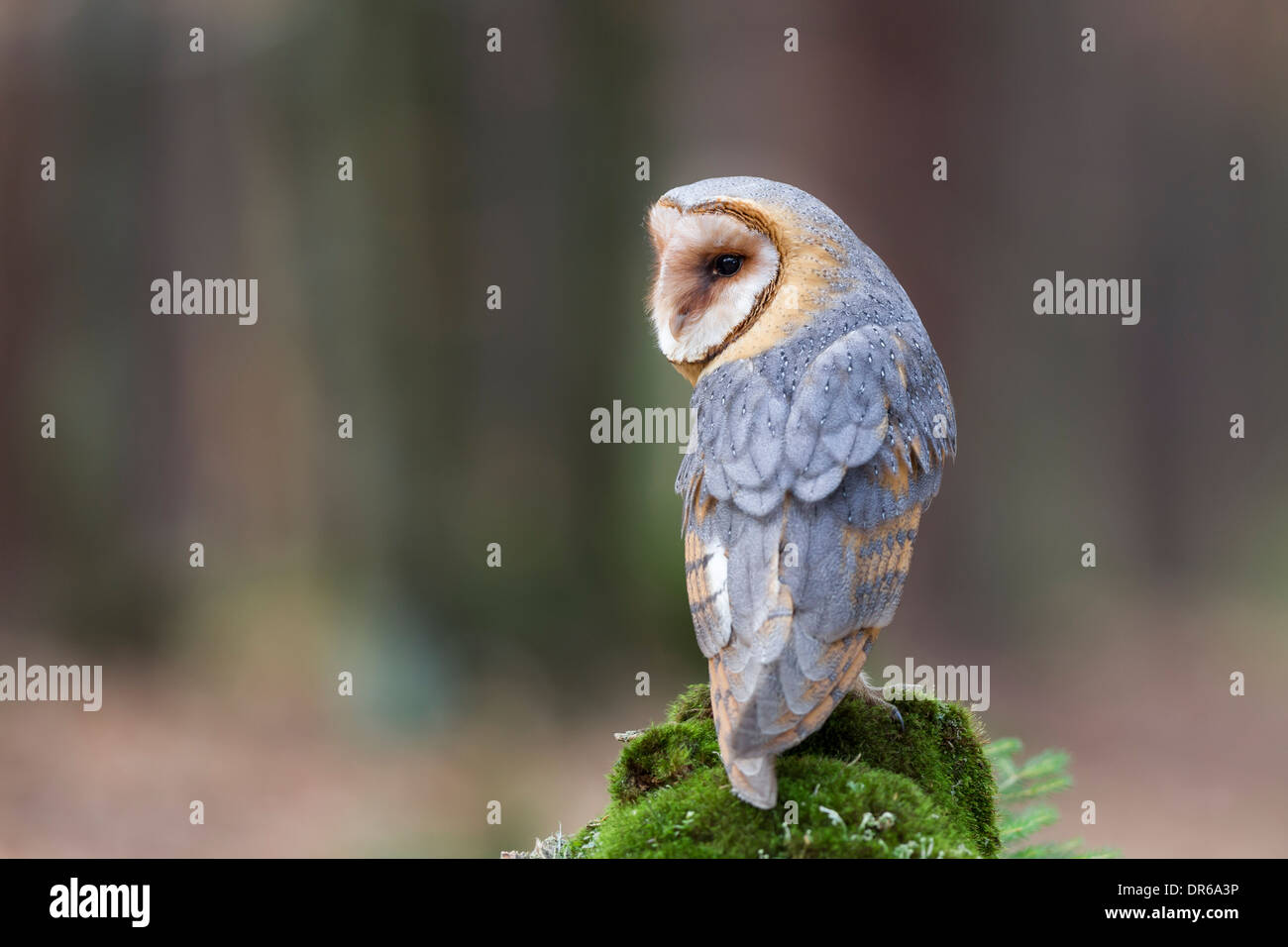 Tyto alba hi-res stock photography and images - Alamy