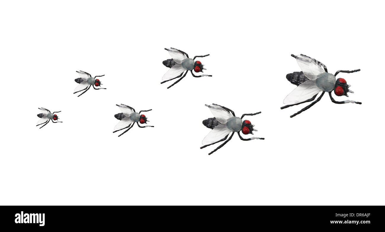 White flies pests Cut Out Stock Images & Pictures - Alamy