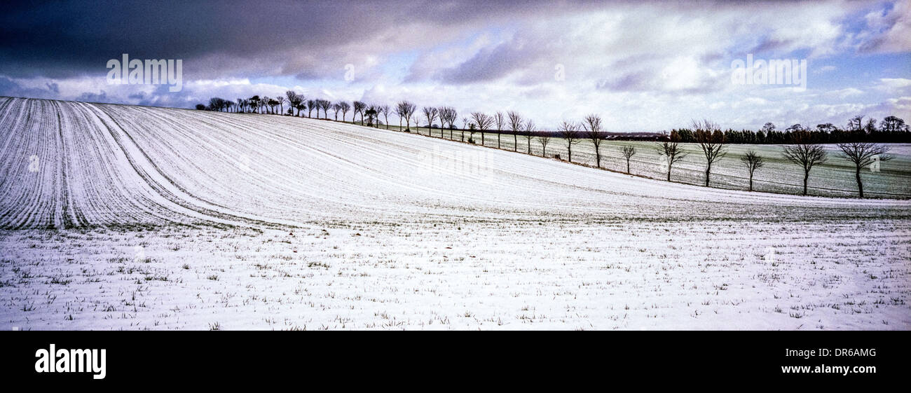 Snow covered crop field with row of young trees, North Yorkshire, UK ...