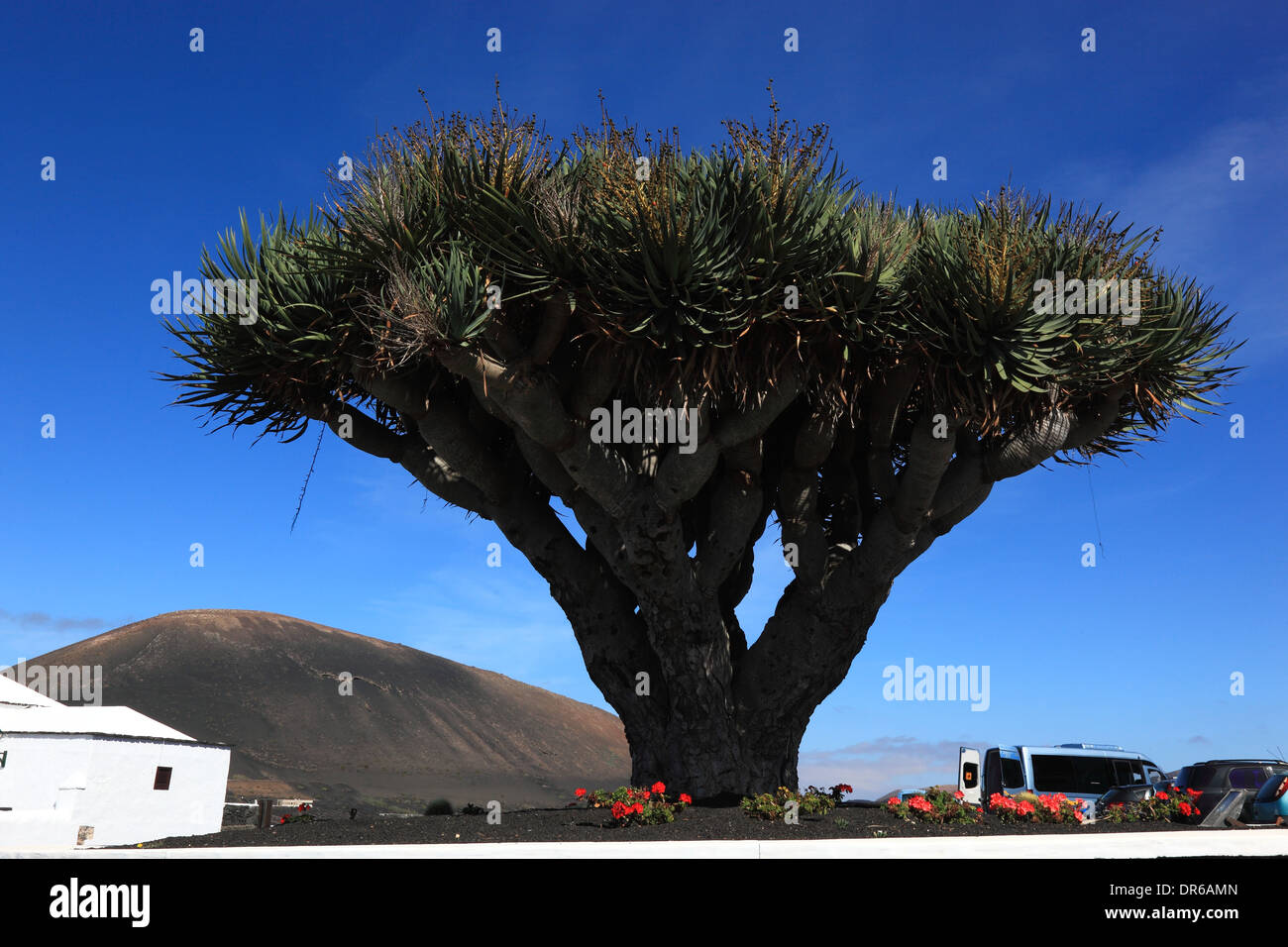Ancient tree photos hi-res stock photography and images - Alamy