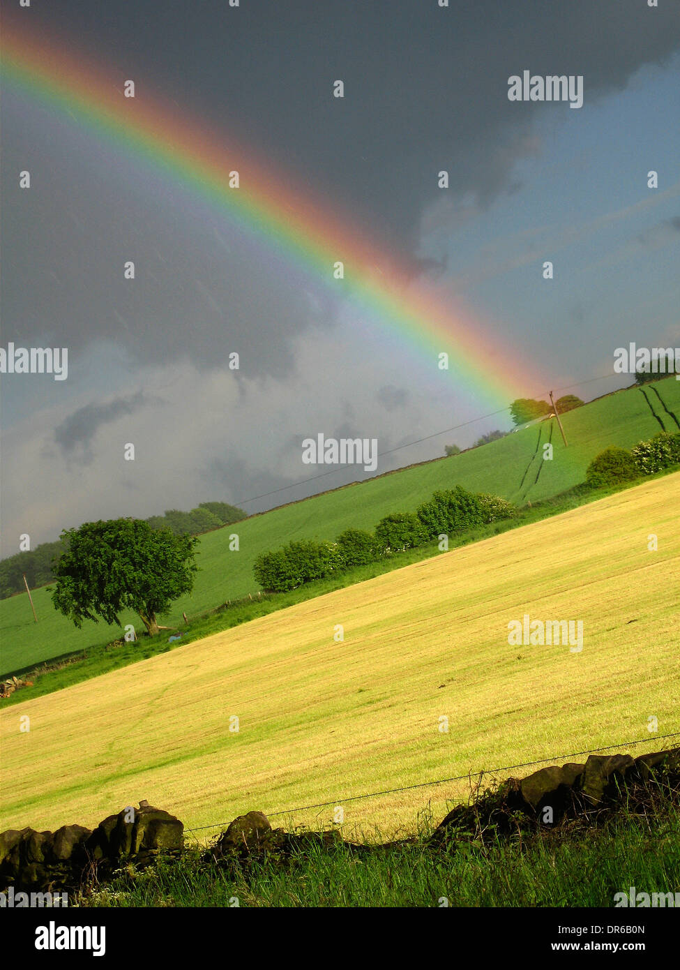 rainbow above a corn field Stock Photo - Alamy