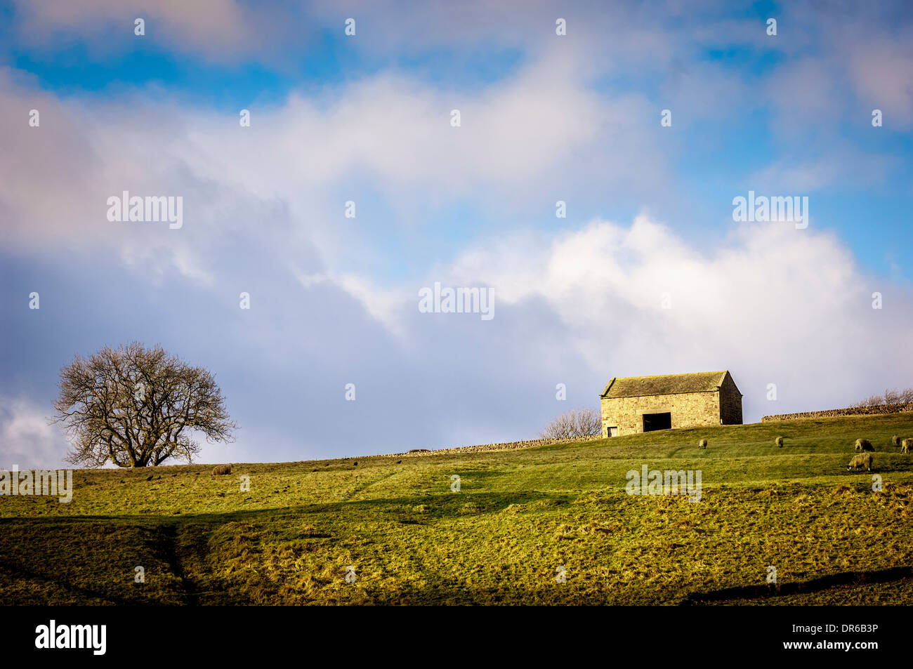 Field with sheep and barn Stock Photo - Alamy