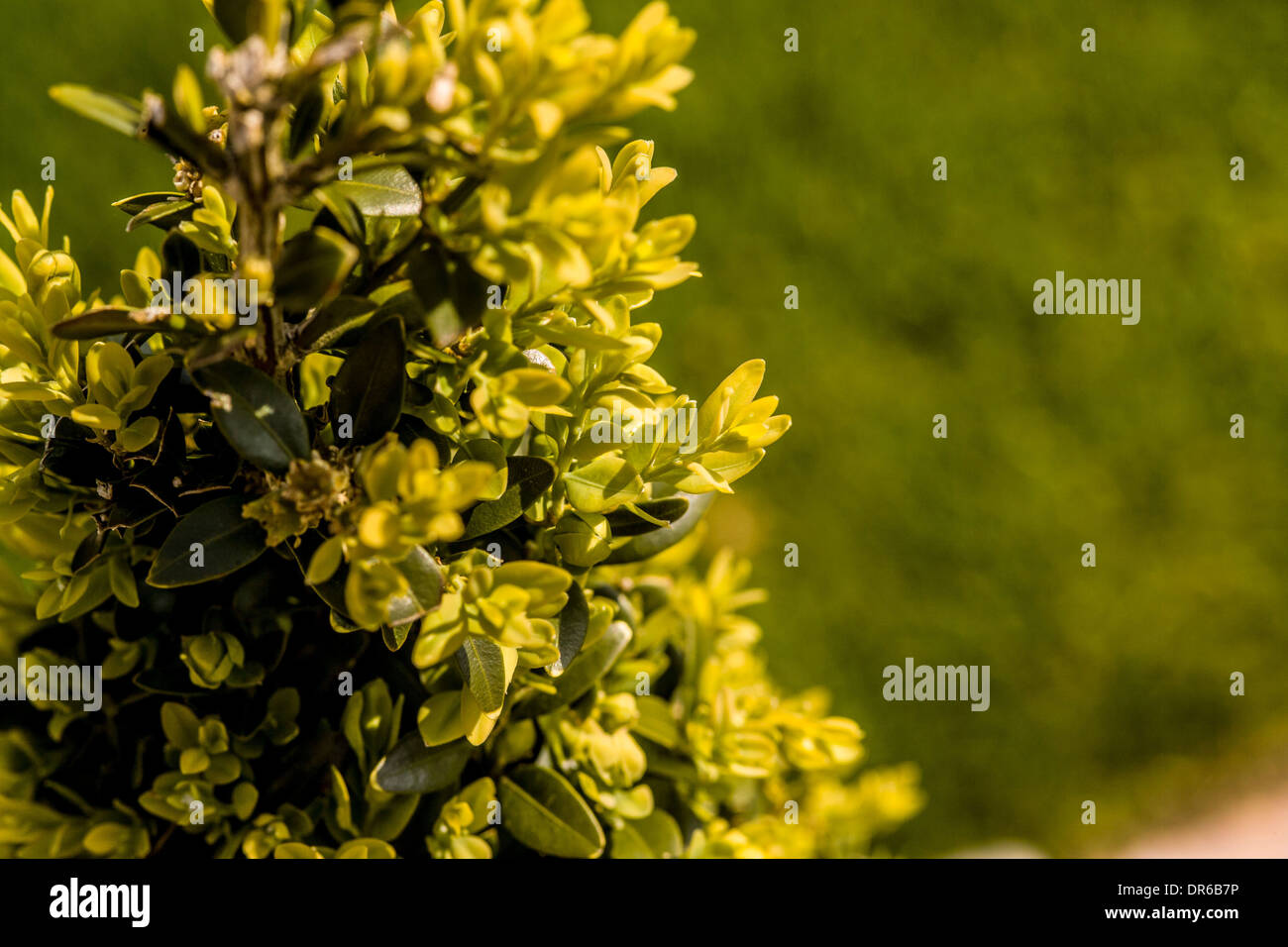 Box hedging small garden hi-res stock photography and images - Alamy