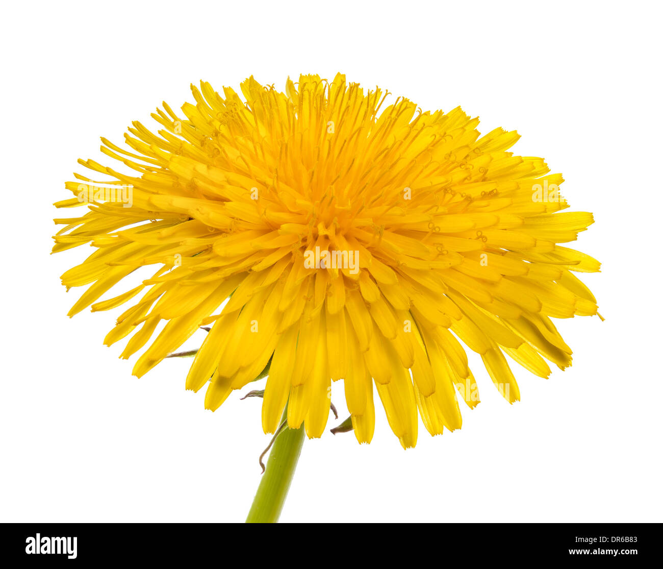 Bright yellow dandelion Cut Out Stock Images & Pictures - Alamy