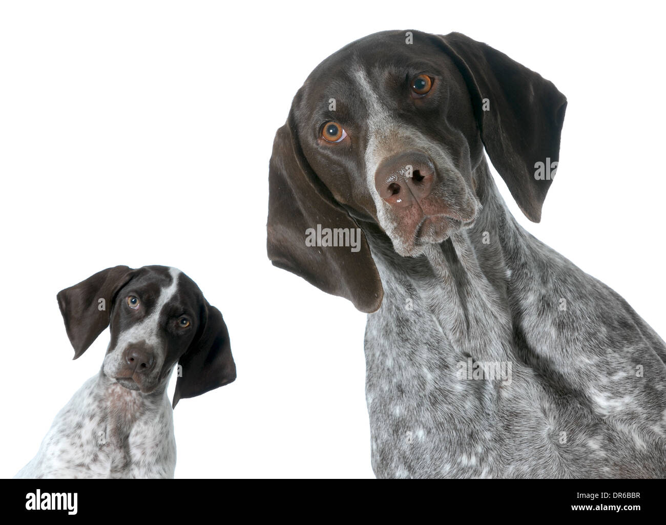 adult and puppy german shorthaired pointer isolated on white background ...