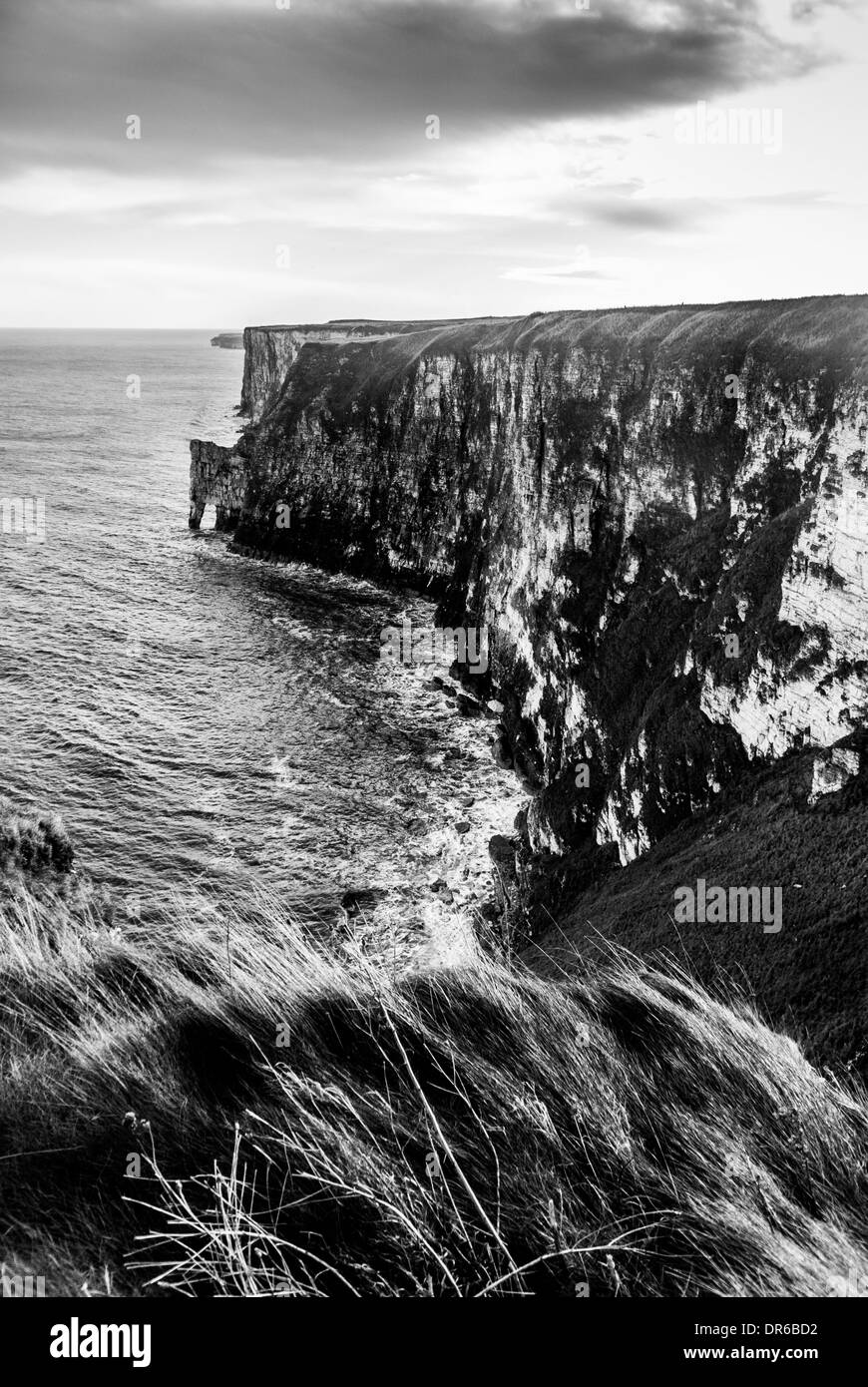 Sheer drop of Bempton Cliffs RSPB site on East Coast of England Stock ...