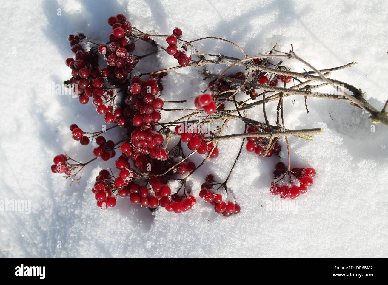 Picture red snowball tree hi-res stock photography and images - Alamy