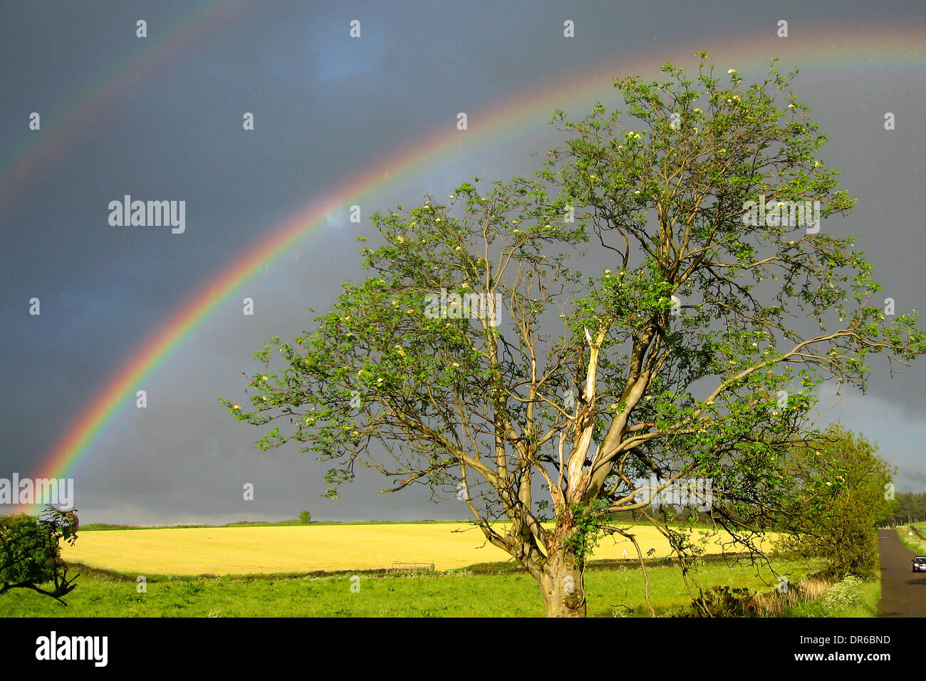 Rainbow above corn field hi-res stock photography and images - Alamy