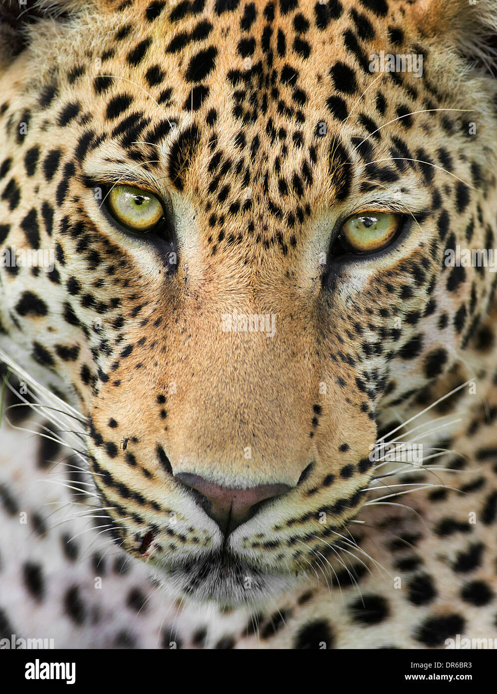 Leopard head hi-res stock photography and images - Alamy