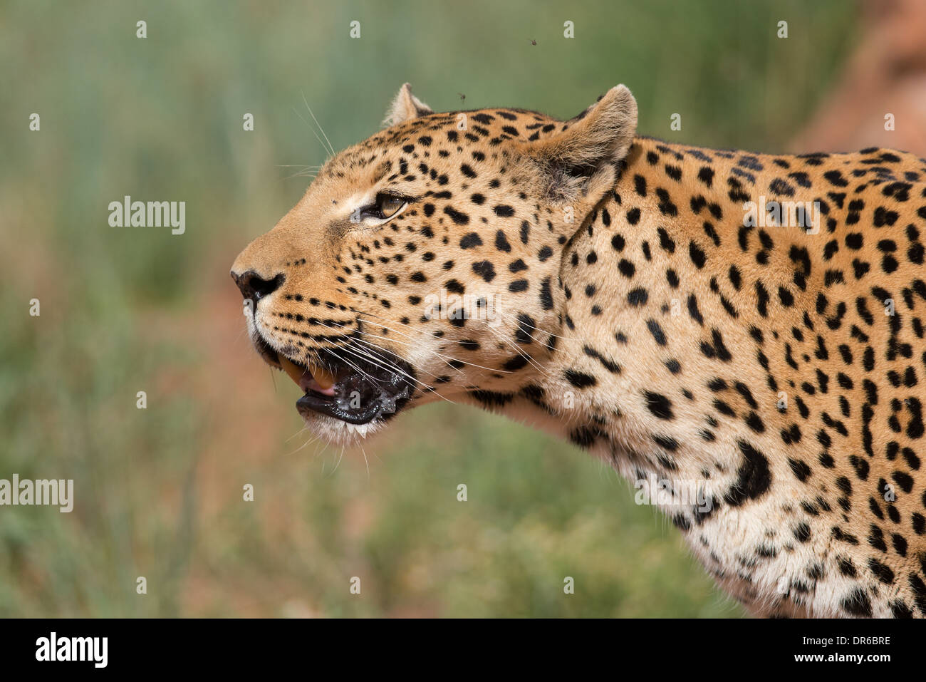Leopard head hi-res stock photography and images - Alamy