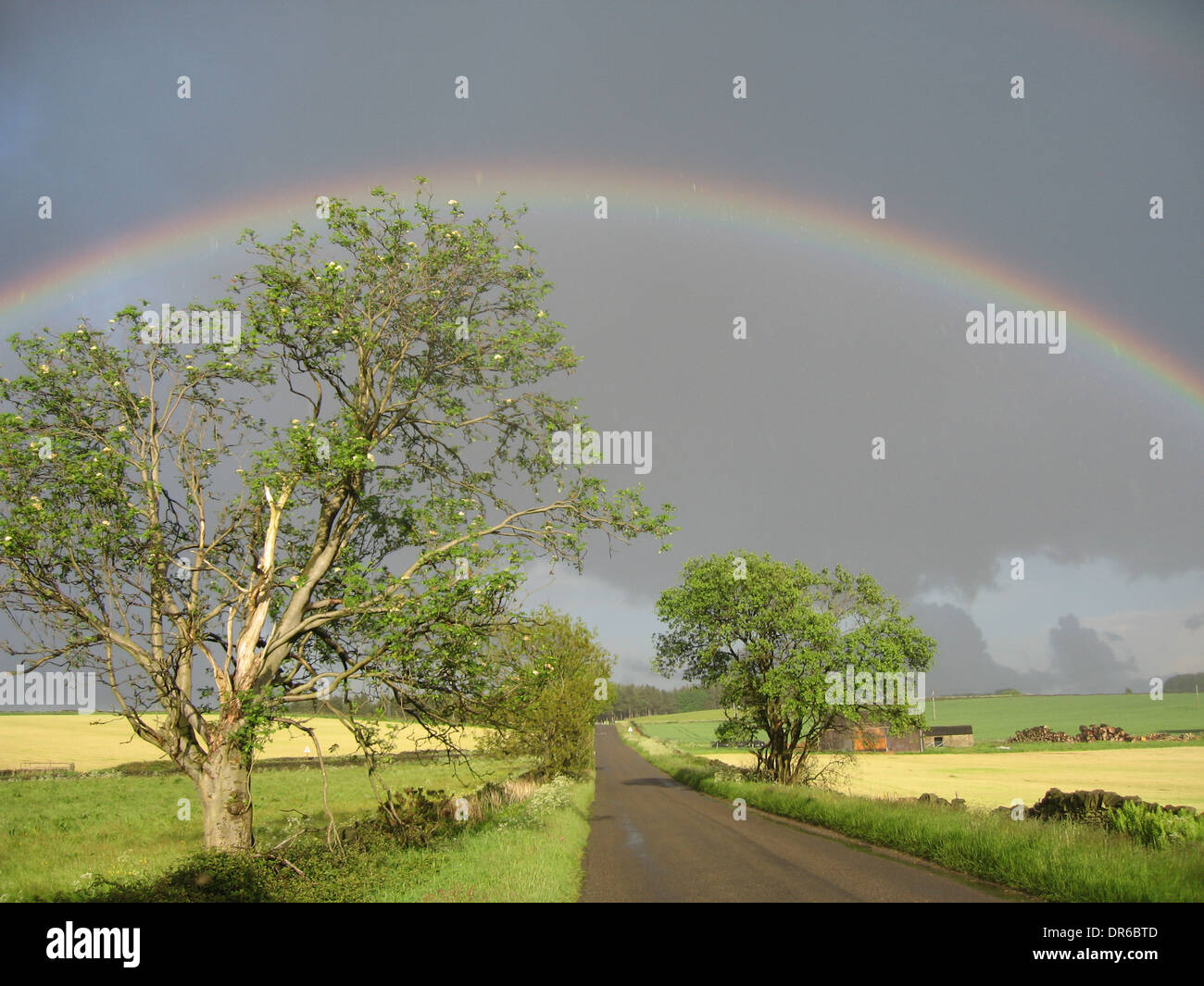 rainbow above a corn field Stock Photo - Alamy