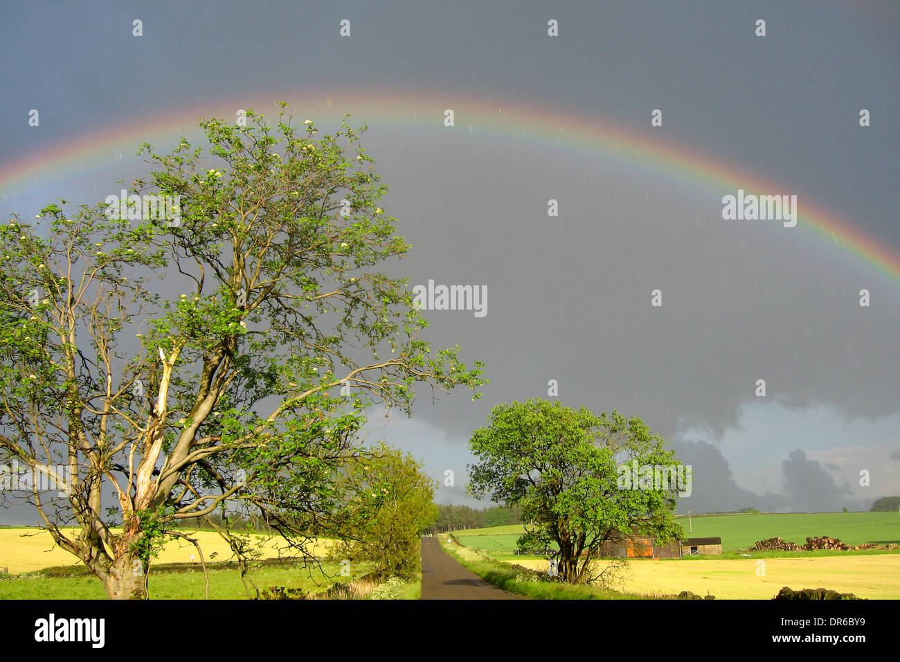 rainbow above a corn field Stock Photo - Alamy