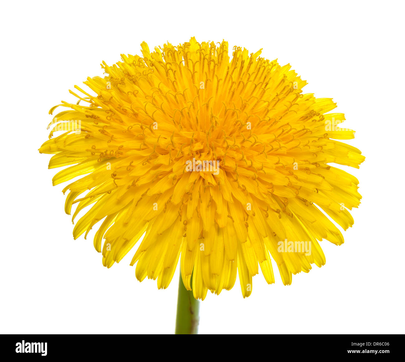 Nature background wildflowers on Cut Out Stock Images & Pictures - Alamy