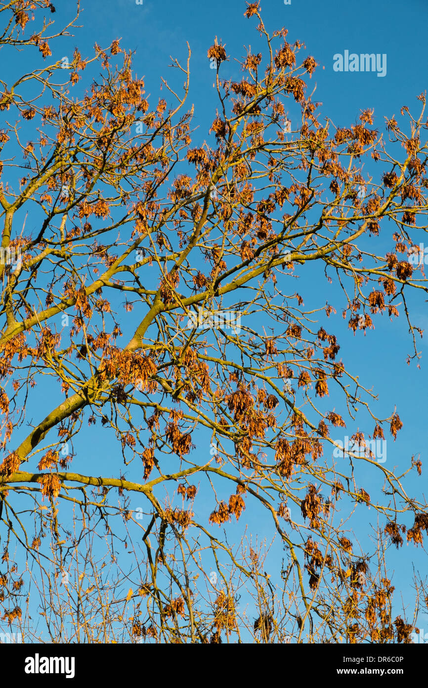 Ash Keys Stock Photos & Ash Keys Stock Images - Alamy