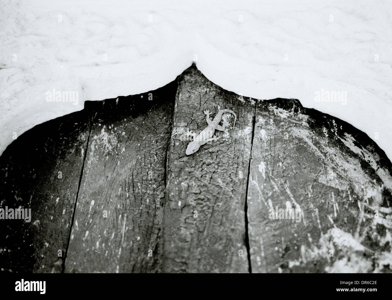 Indian beautiful lizard High Resolution Stock Photography and Images ...