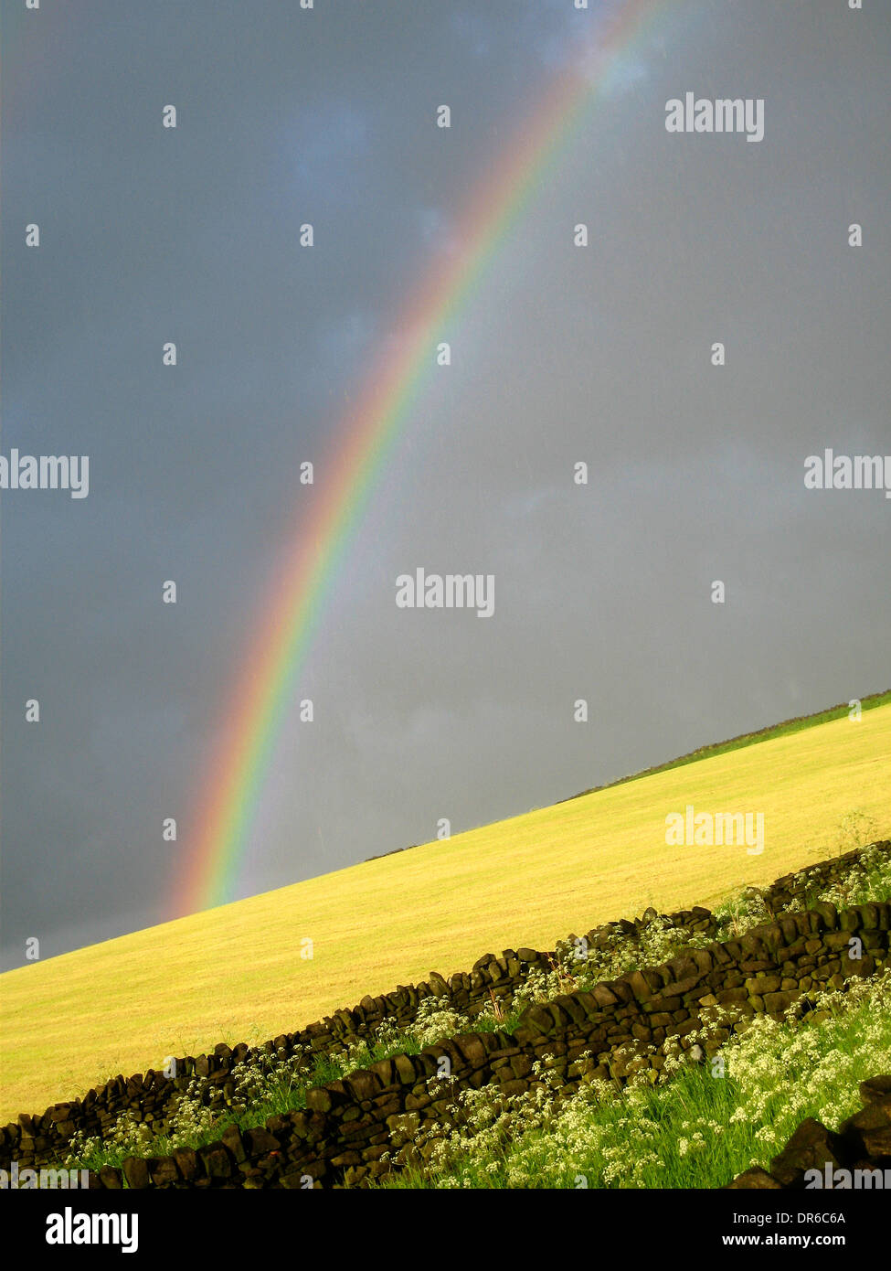 rainbow above a corn field Stock Photo - Alamy