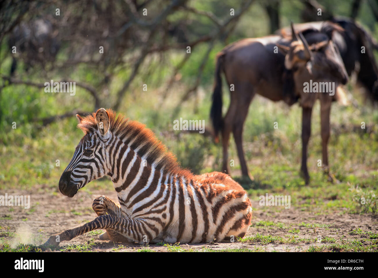 Zebra calf hi-res stock photography and images - Alamy