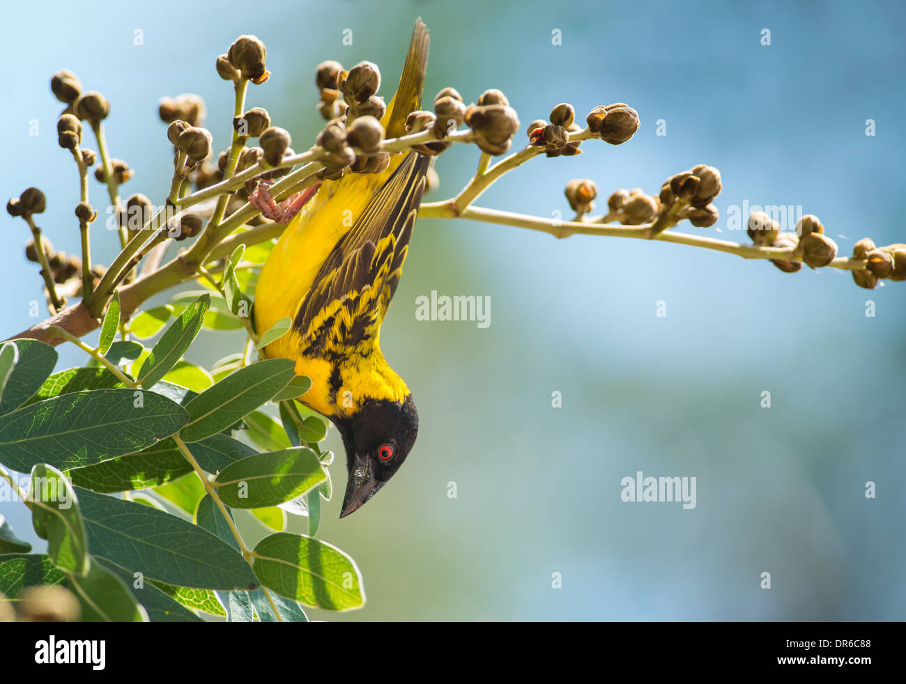 Yellow headed weaver birds hi-res stock photography and images - Alamy