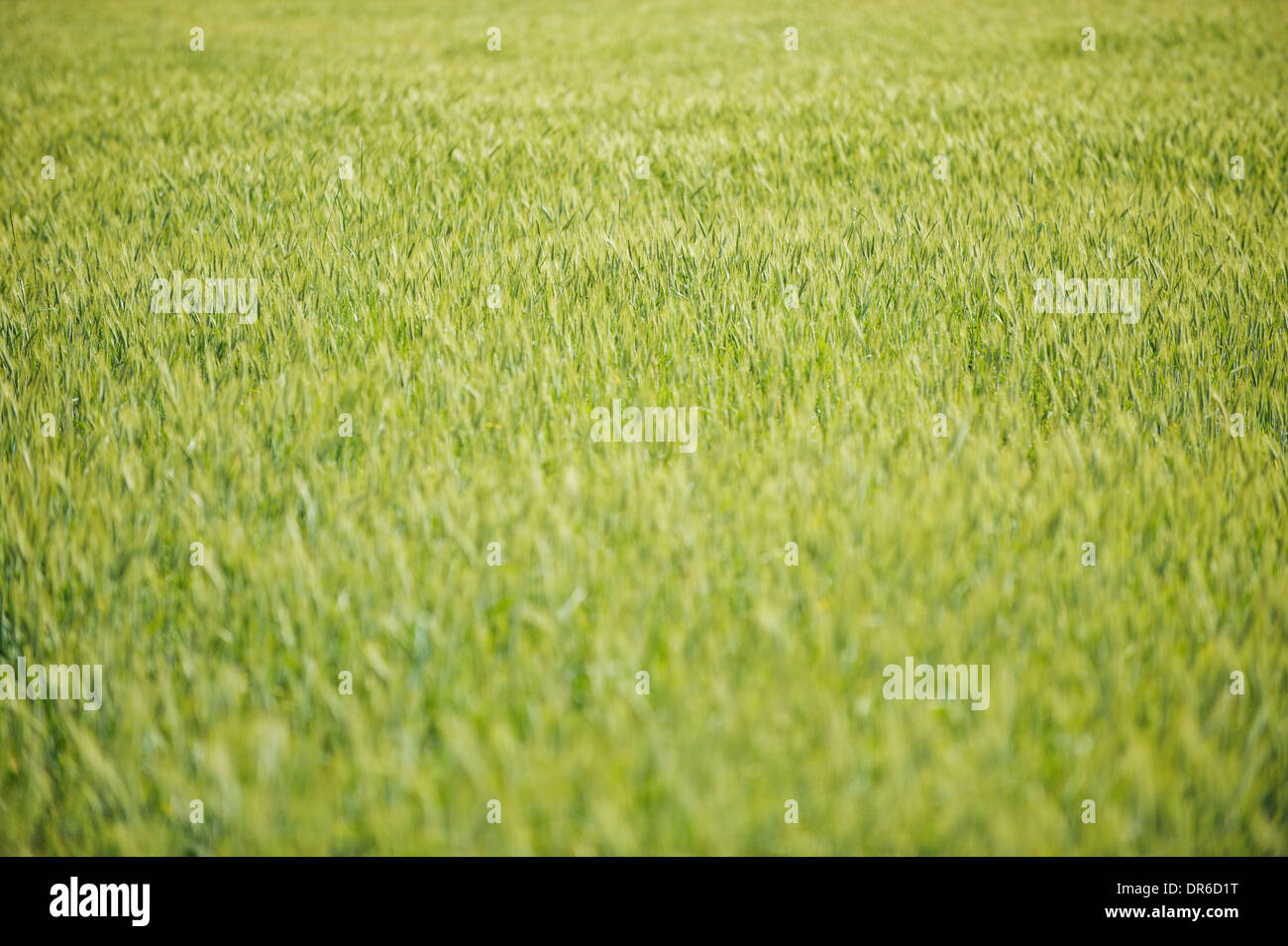Field of green corn. background plant Stock Photo - Alamy
