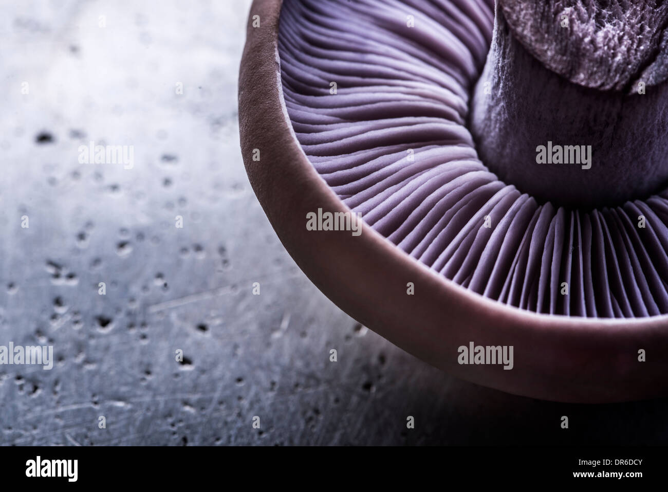 Blue stalk mushroom hi-res stock photography and images - Alamy