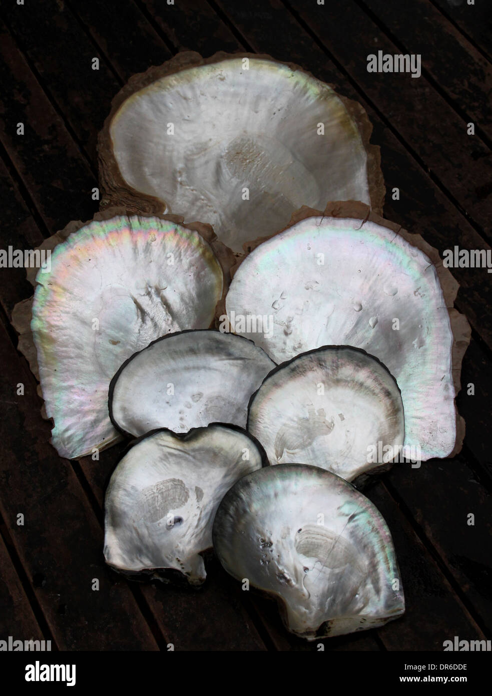 Translucent shells hi-res stock photography and images - Alamy