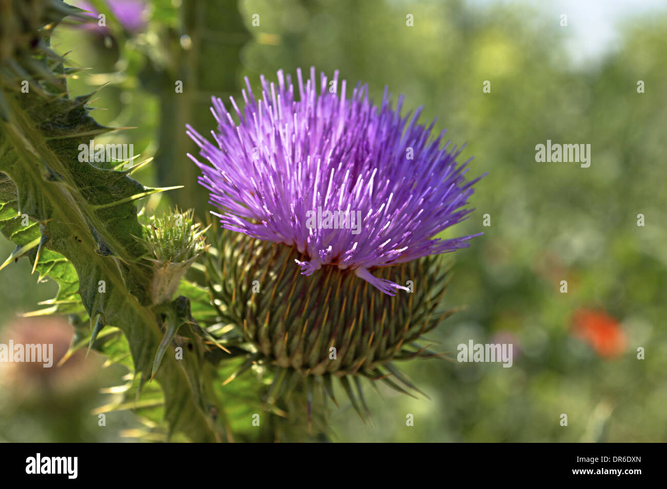 Thistle flower on nature background Stock Photo - Alamy
