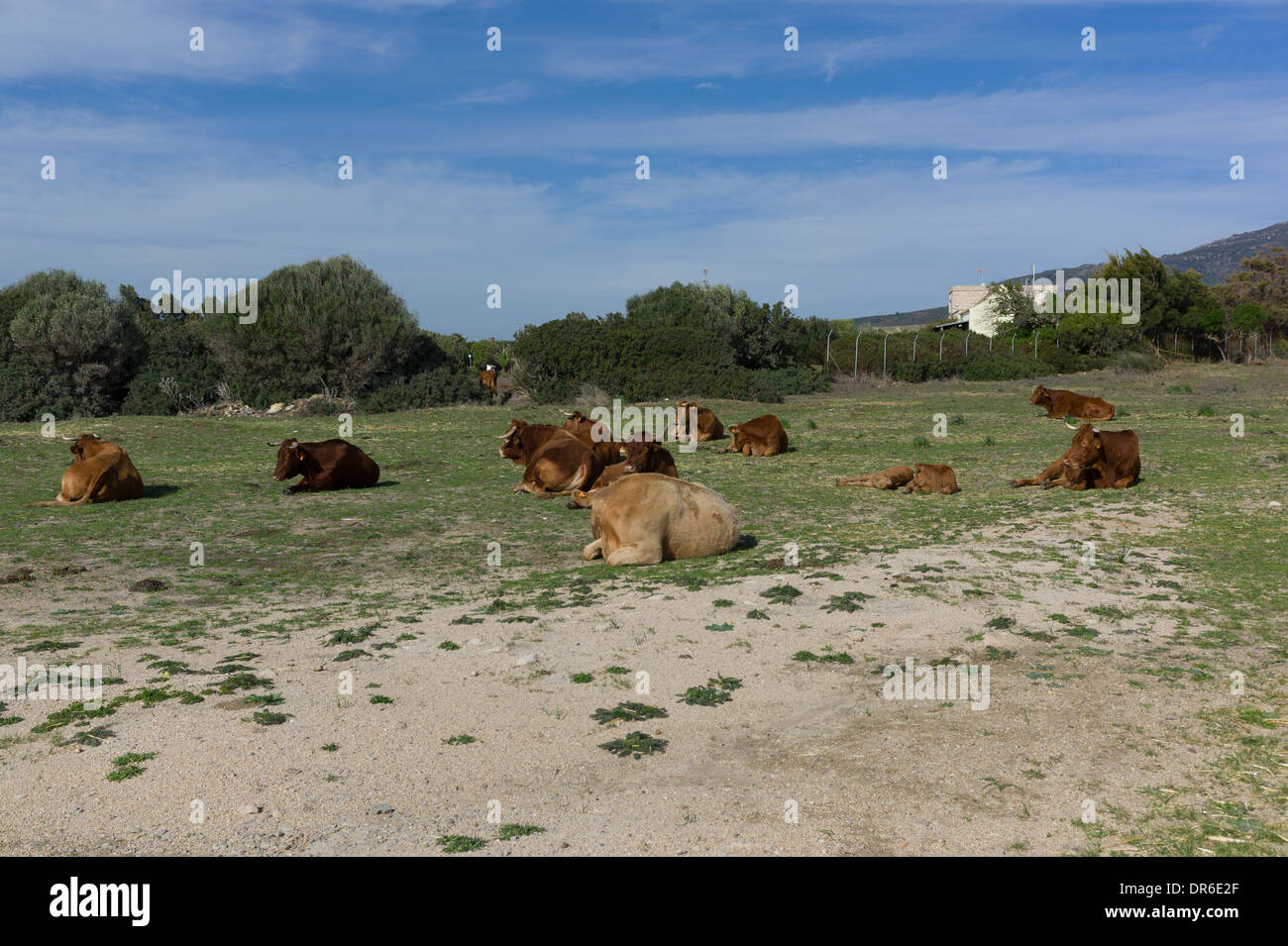 Ginger beef hi-res stock photography and images - Alamy