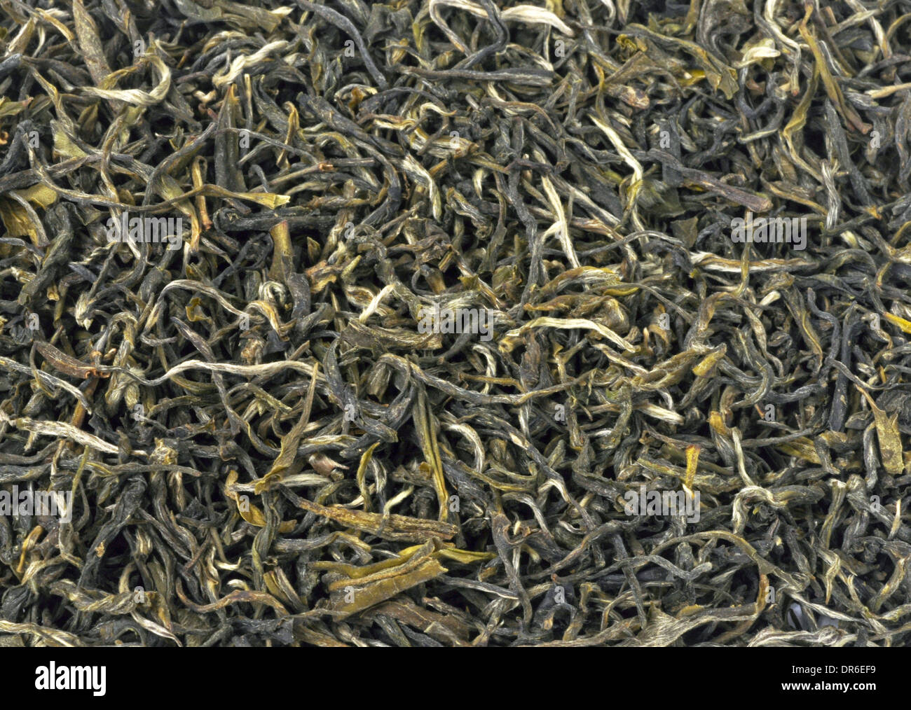 Texture background of loose green tea. Type is spring bud green tea ...
