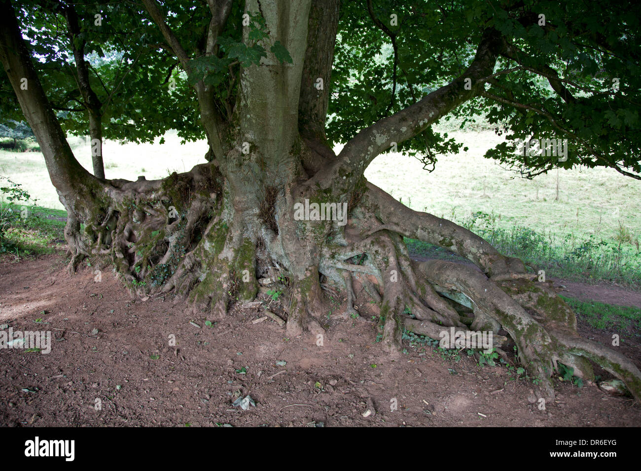 Exposed tree root system hi-res stock photography and images - Alamy