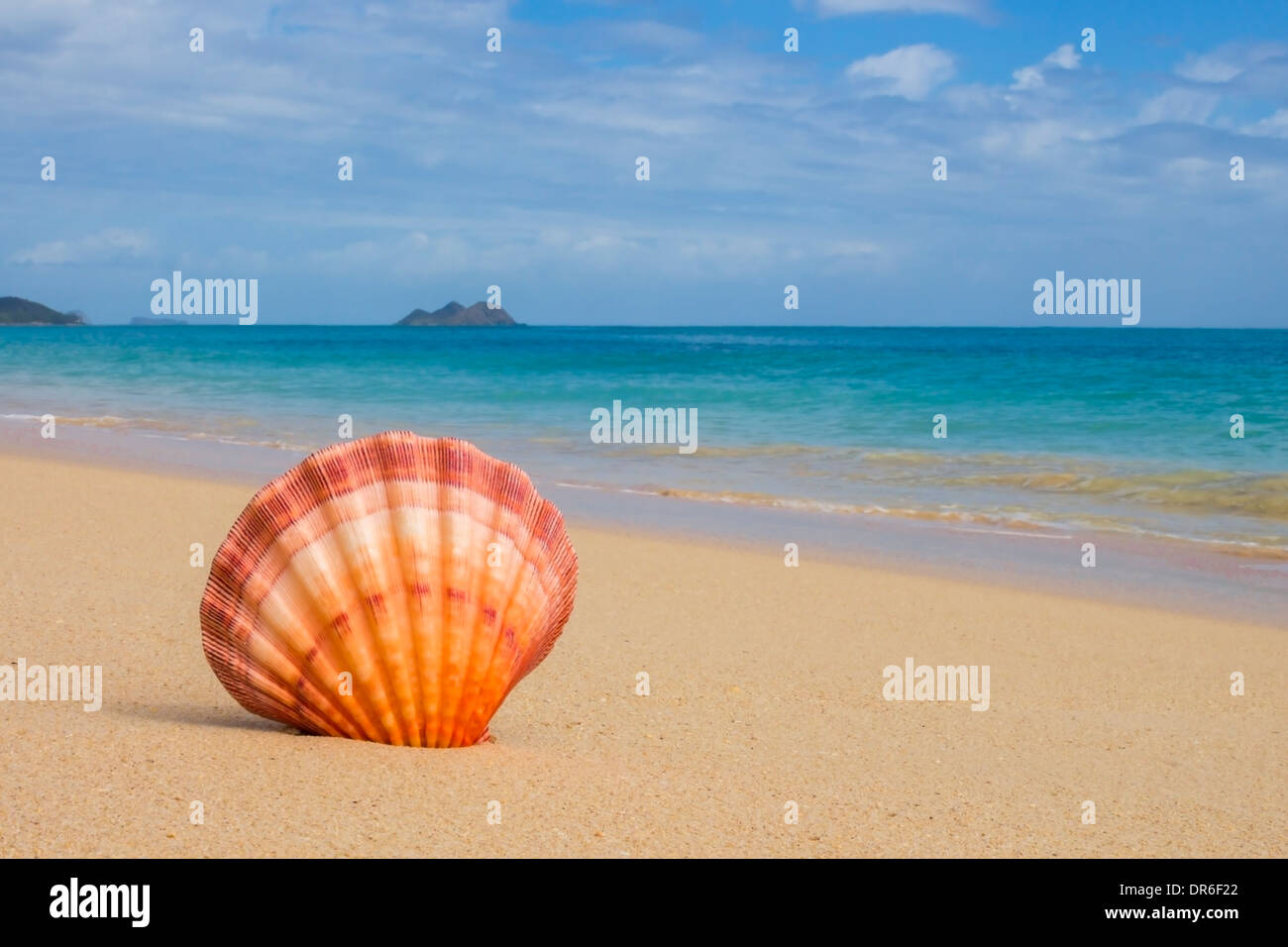 Lion's Paw shell on beautiful Hawaiian beach Stock Photo - Alamy