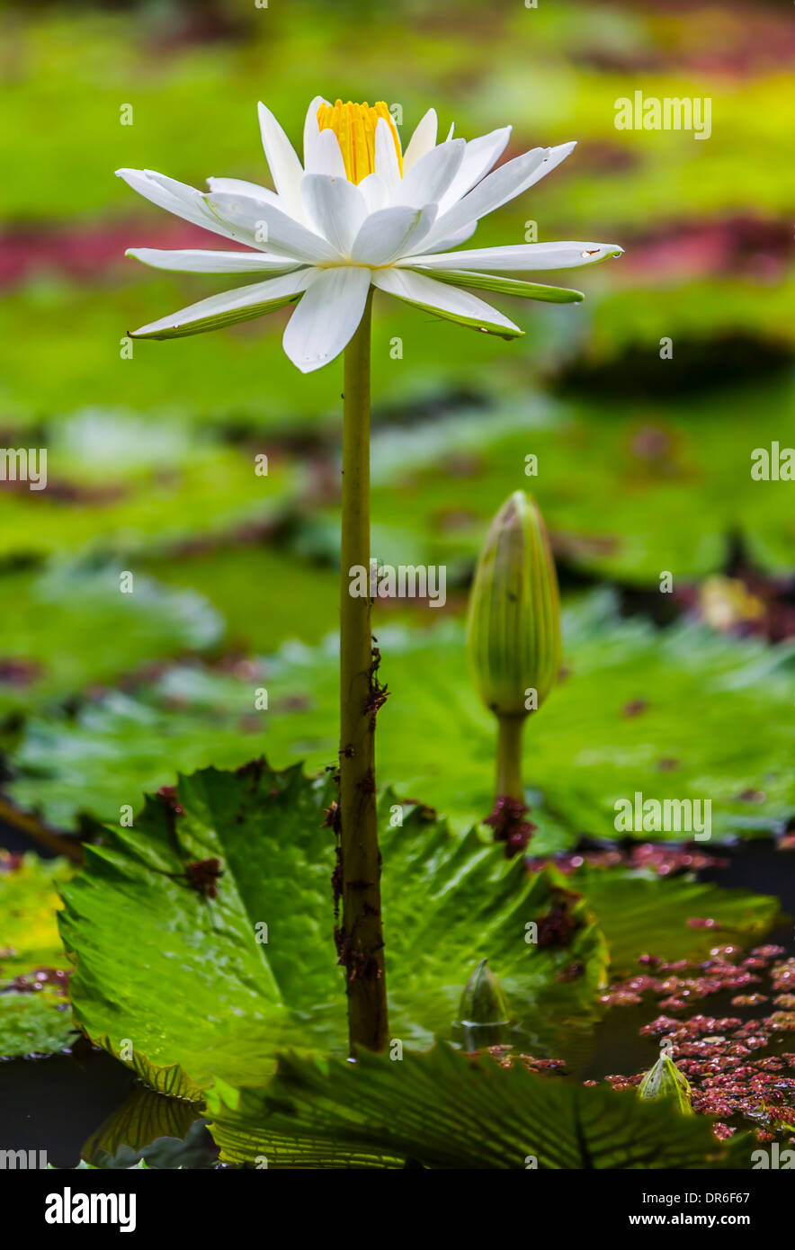 Natural garden setting hi-res stock photography and images - Alamy