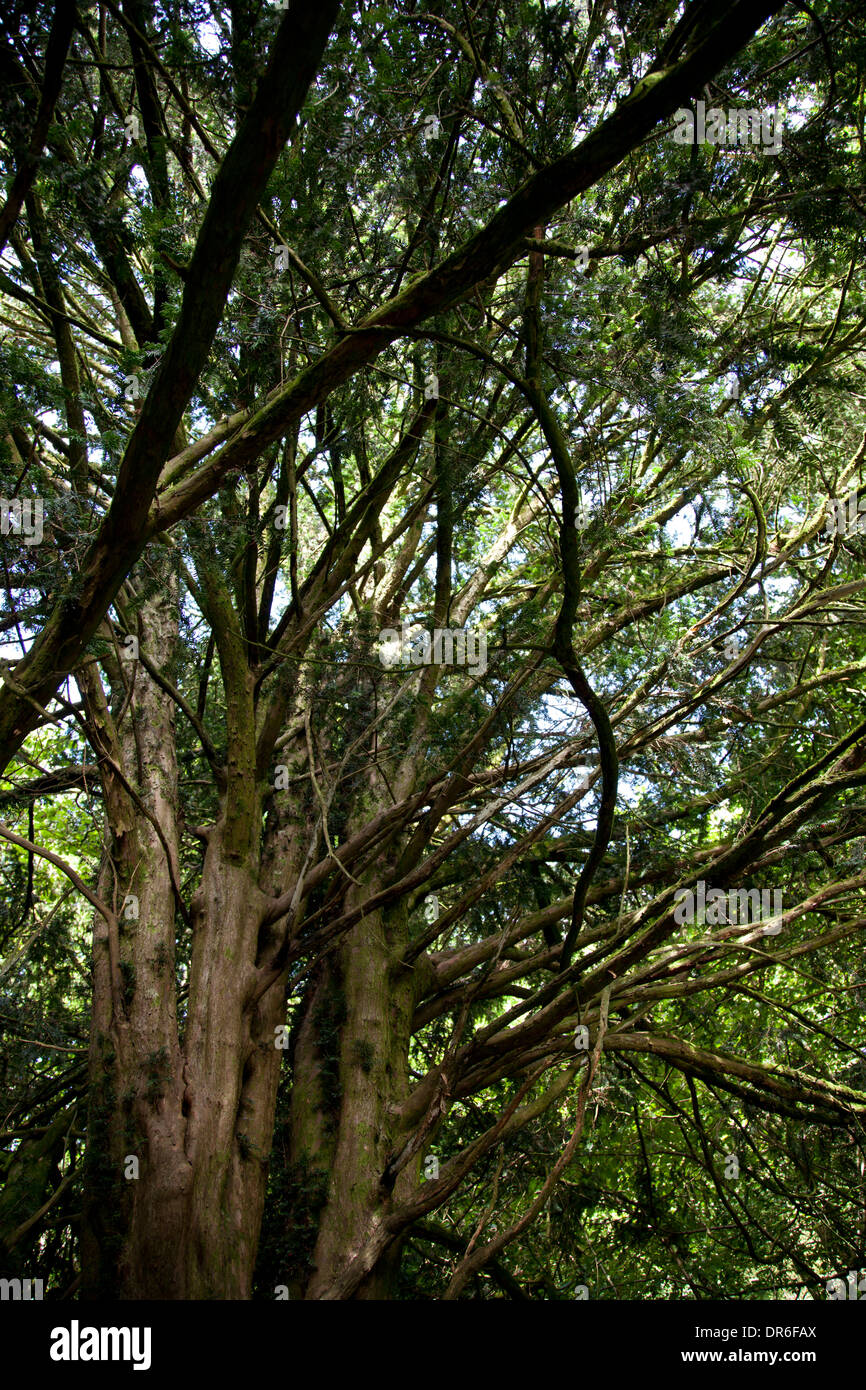 Dense tree canopy hi-res stock photography and images - Alamy