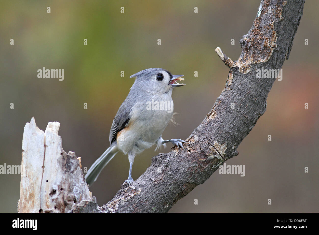 Tufted titmouse hi-res stock photography and images - Alamy