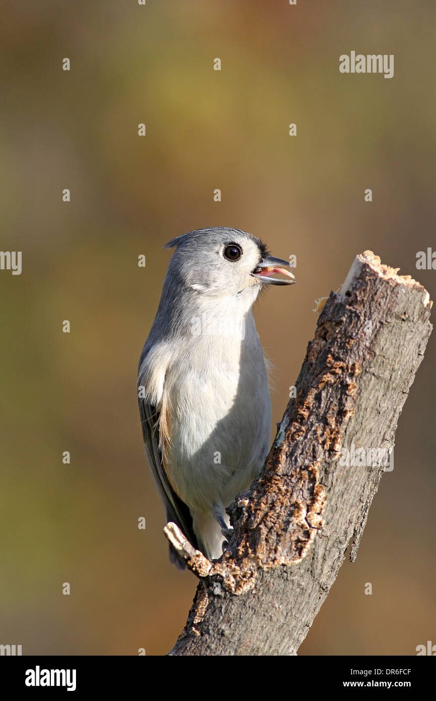 Titmouse animal bird hi-res stock photography and images - Alamy