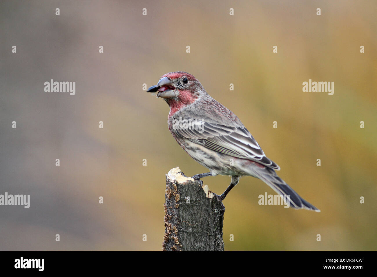 House finch eating sunflower seed Stock Photo - Alamy