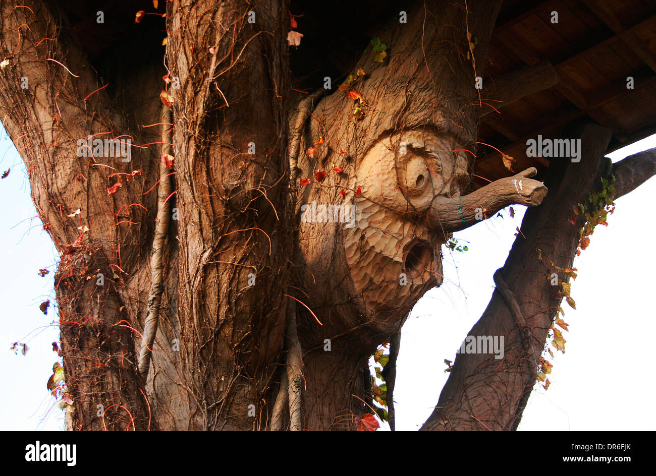 Face curved on tree Stock Photo - Alamy