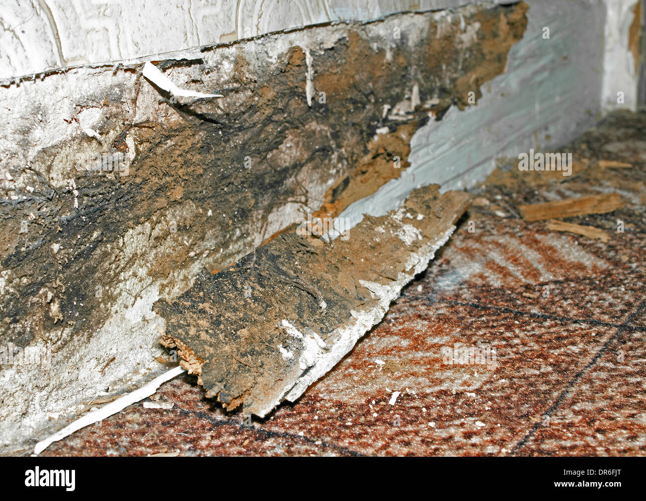 Dry rot timber hi-res stock photography and images - Alamy