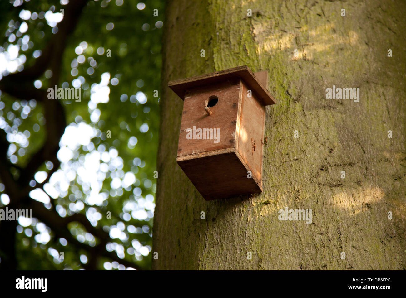 Bird box attached to a tree Stock Photo - Alamy