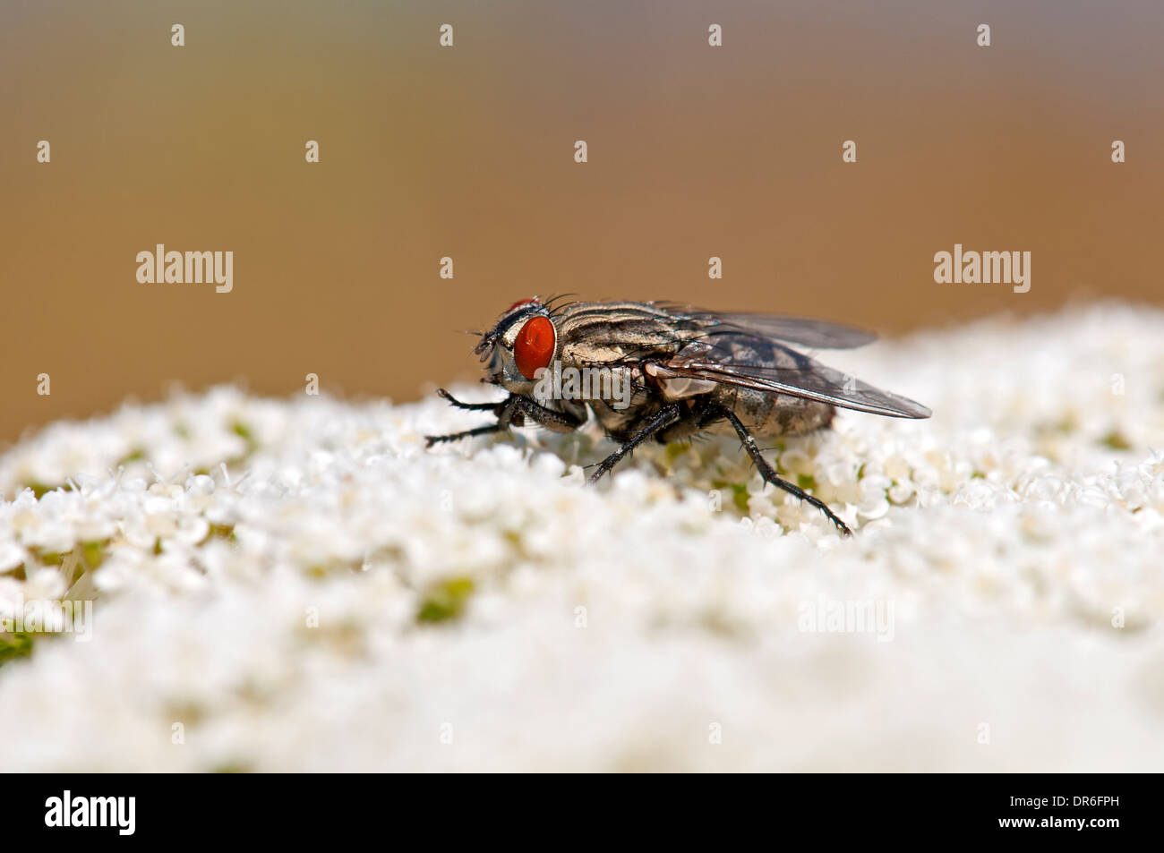 Use of fly horizontal hi-res stock photography and images - Alamy