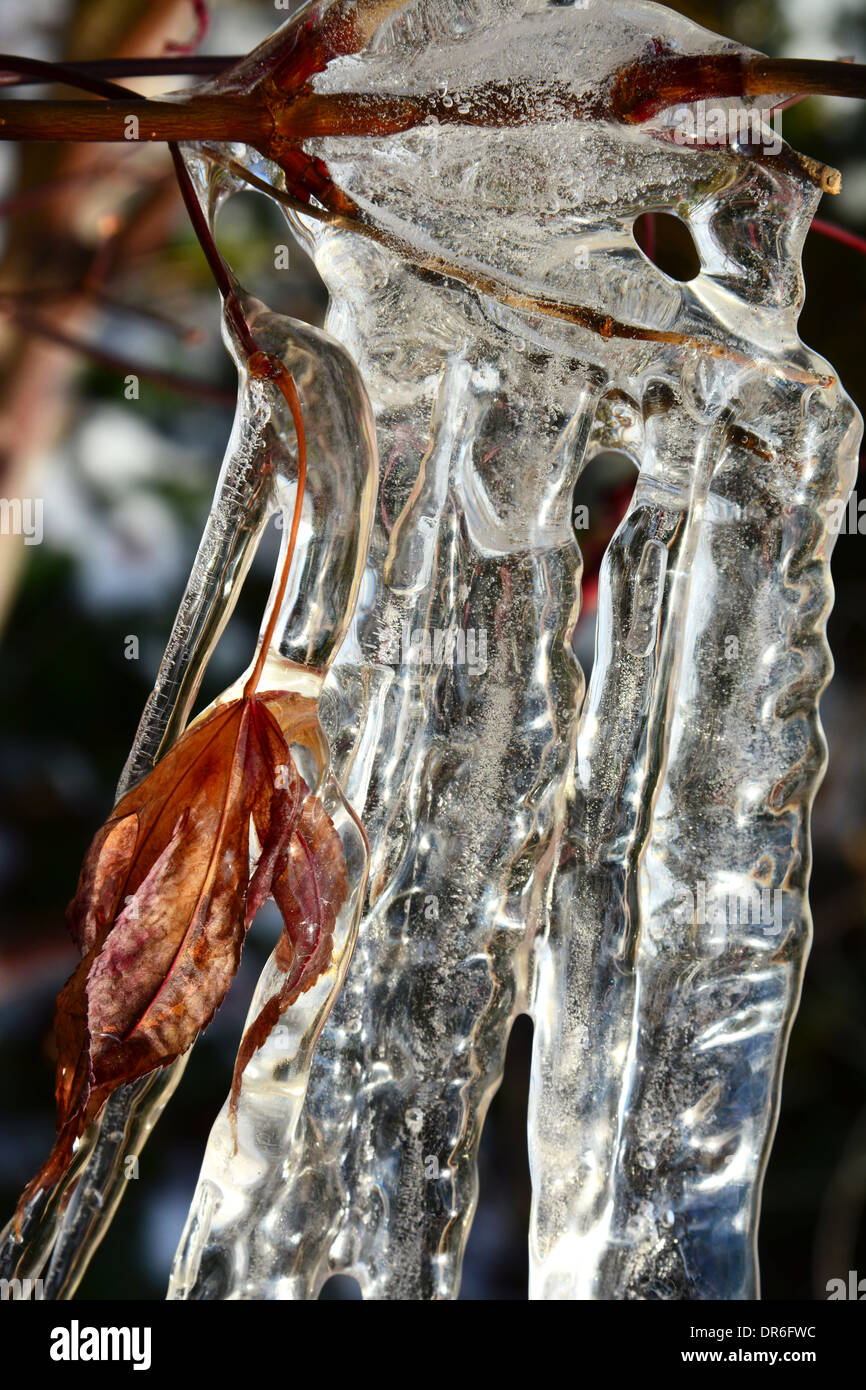 Leaf of ice hi-res stock photography and images - Alamy