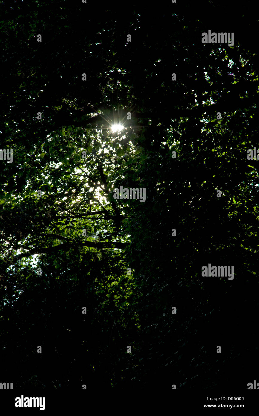 Sun filters through tall trees hi-res stock photography and images - Alamy